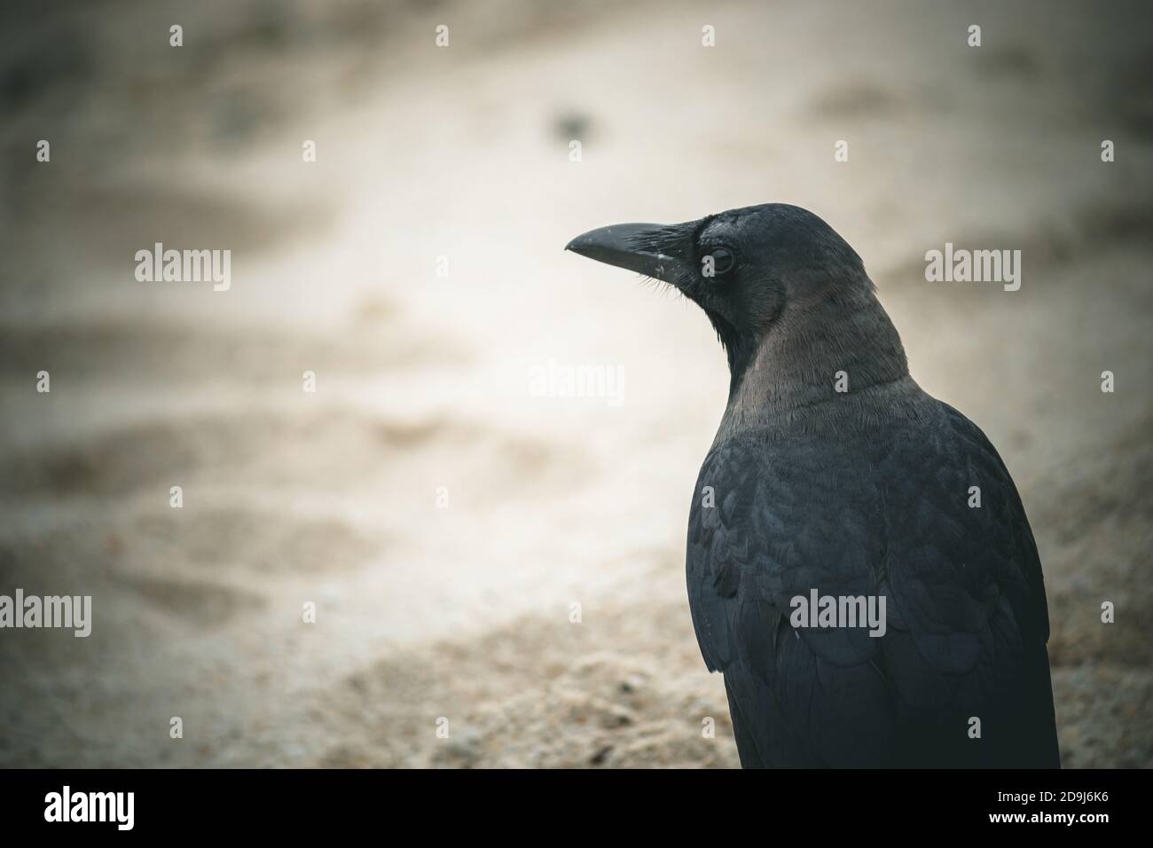 A black crow perched on a sandy beach Stock Photo - Alamy