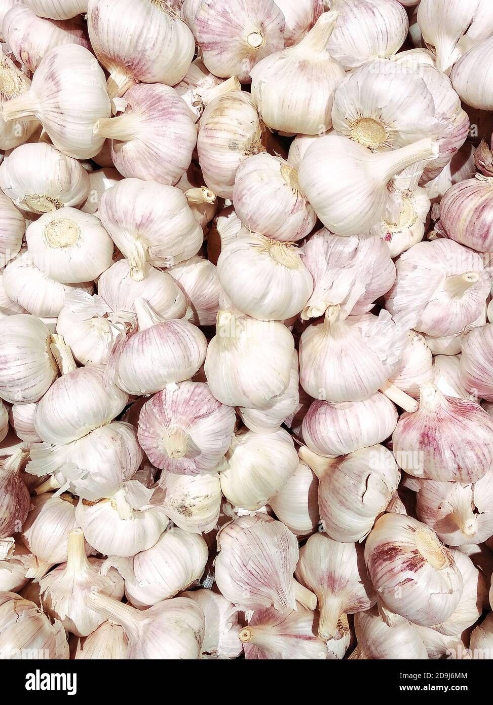 Full frame of heads of garlic as background. Food background concept ...