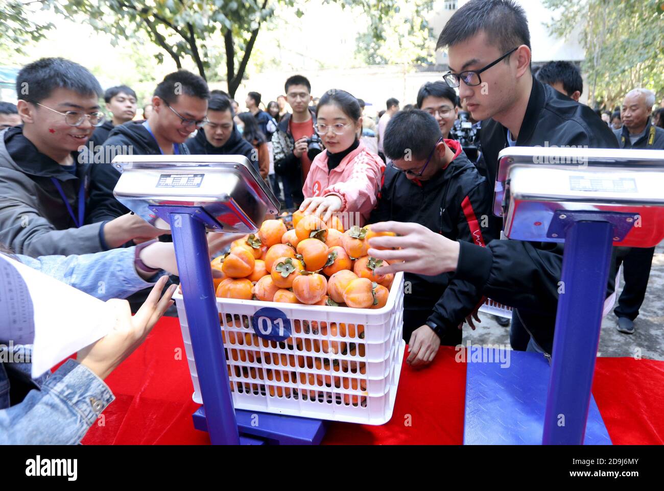 Students show their persimmon picked in the Northwestern Polytechnical ...