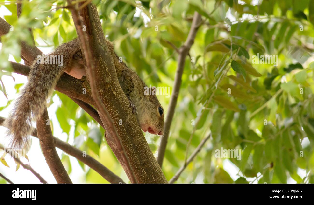 Squirrel on a tree branch in the shade photograph from below Stock ...