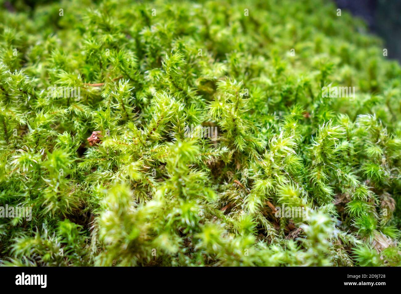 Moss detail in Vanoise national Park forest, French alps Stock Photo ...