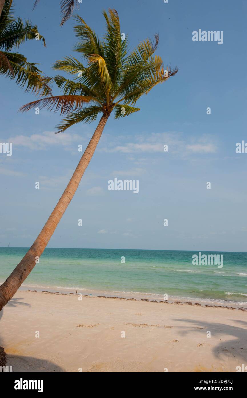 palms, sunshine and clear blue sky at a vietnamese beach Stock Photo ...