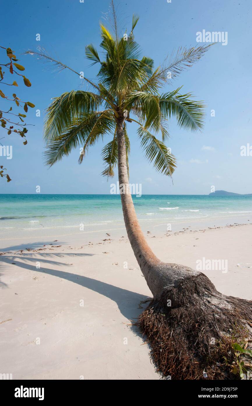palms, sunshine and clear blue sky at a vietnamese beach Stock Photo ...