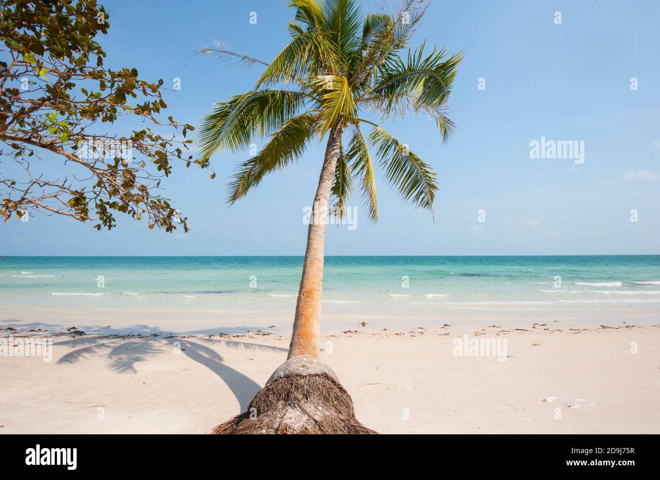 palms, sunshine and clear blue sky at a vietnamese beach Stock Photo ...