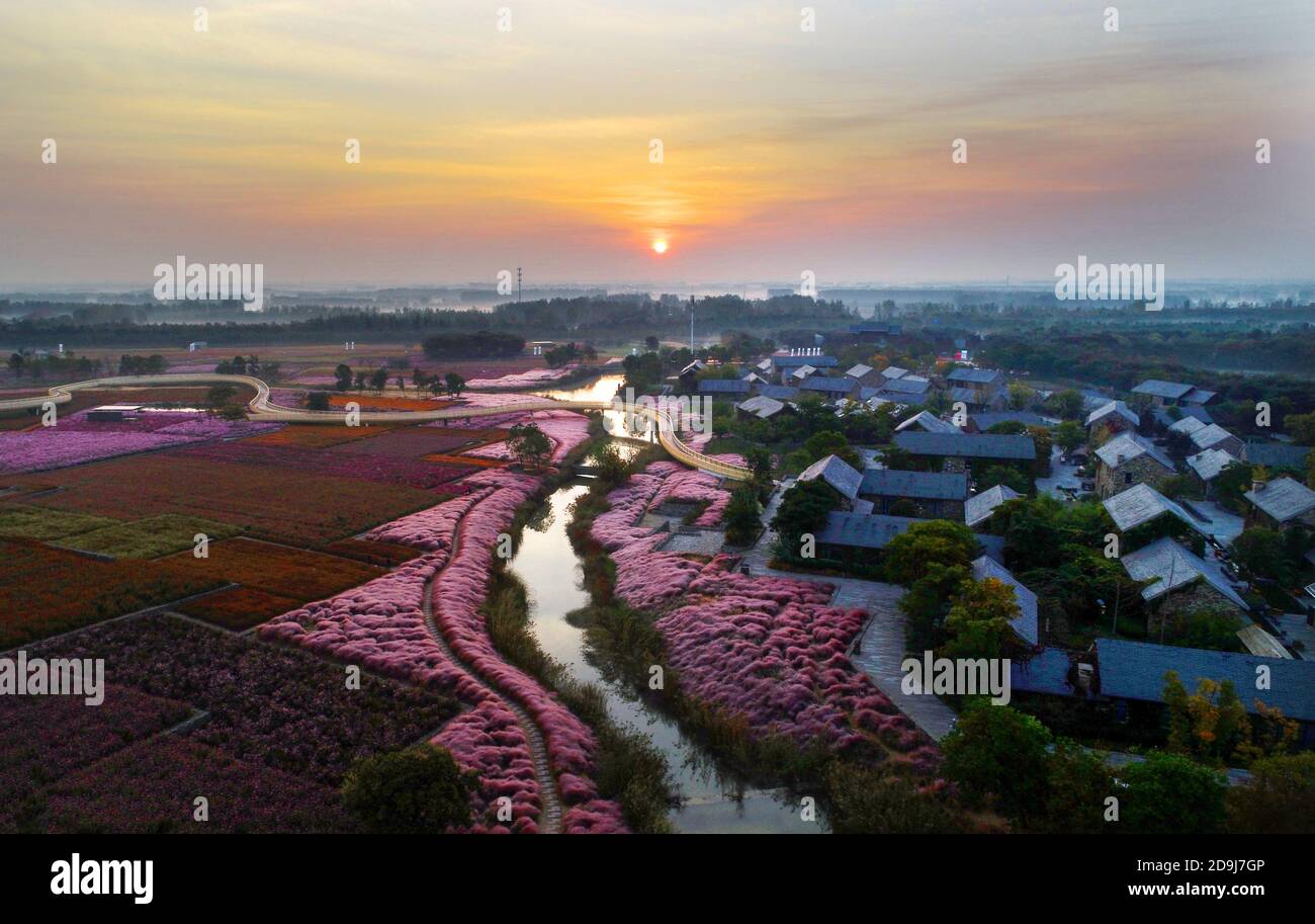 Aerial view of the flower sea in Suqian city, east China's Jiangsu ...