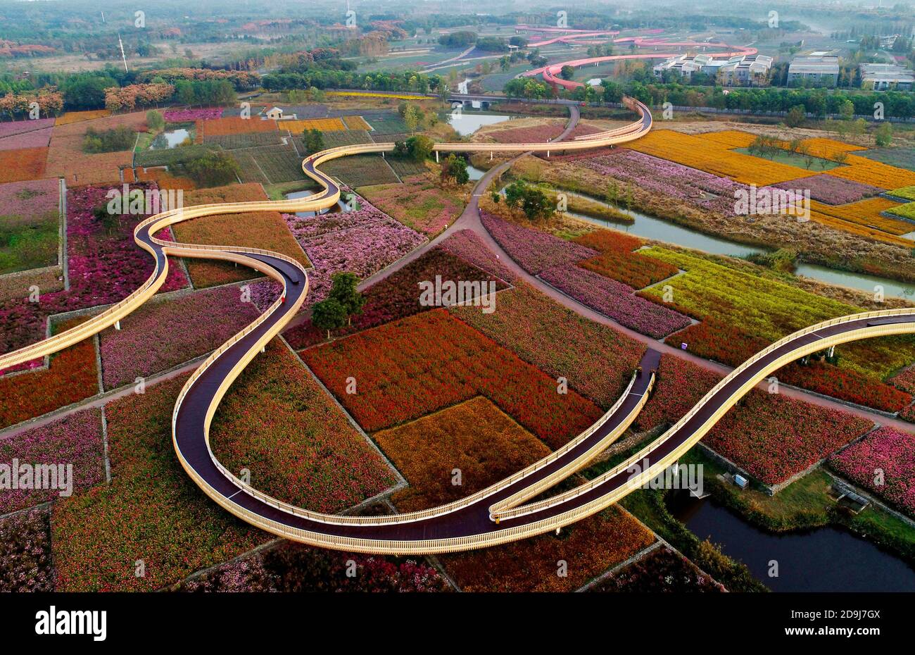 Aerial view of the flower sea in Suqian city, east China's Jiangsu ...