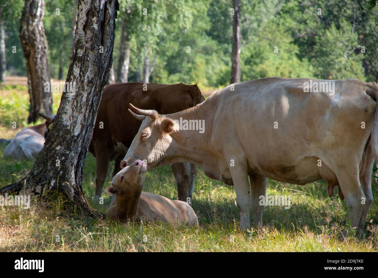 Selective breeding cattle hi-res stock photography and images - Alamy