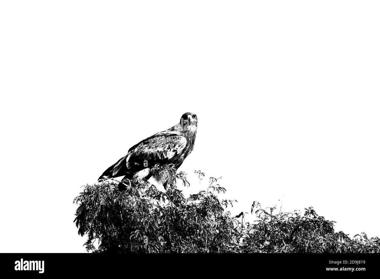 Forest eagle eye view Black and White Stock Photos & Images - Alamy