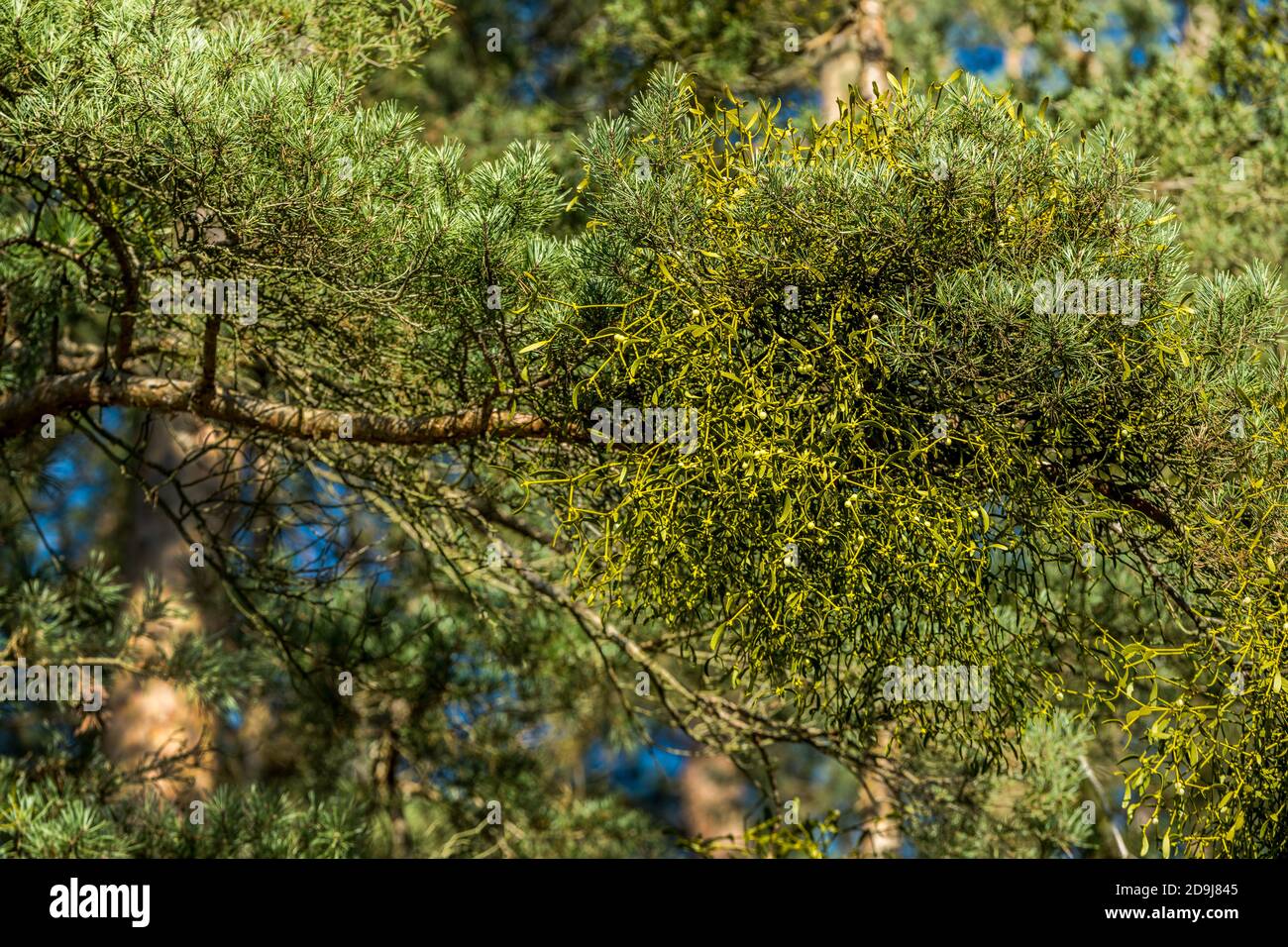 Semiparasitic plant hi-res stock photography and images - Alamy