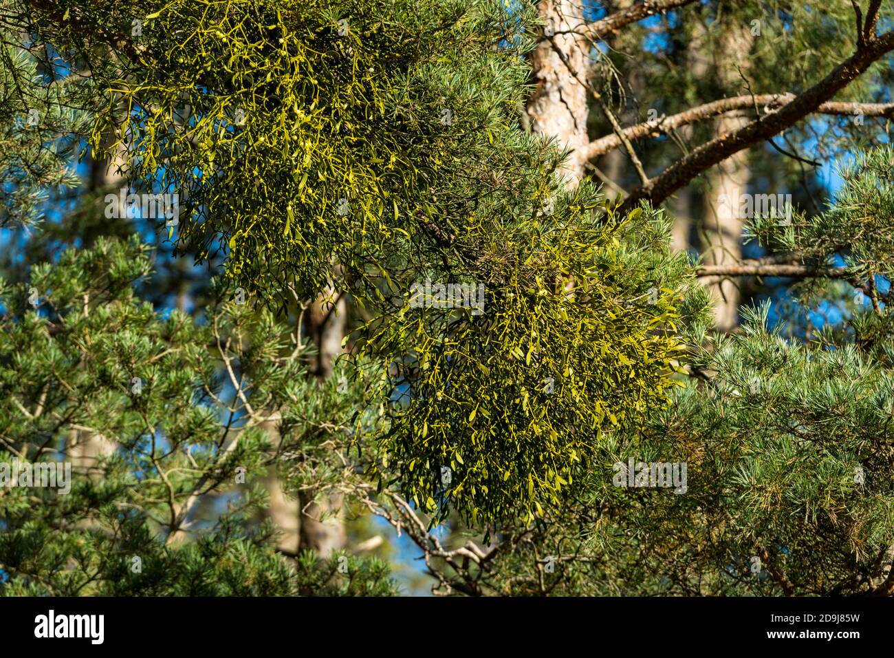 Kissing under the mistletoe hi-res stock photography and images - Alamy