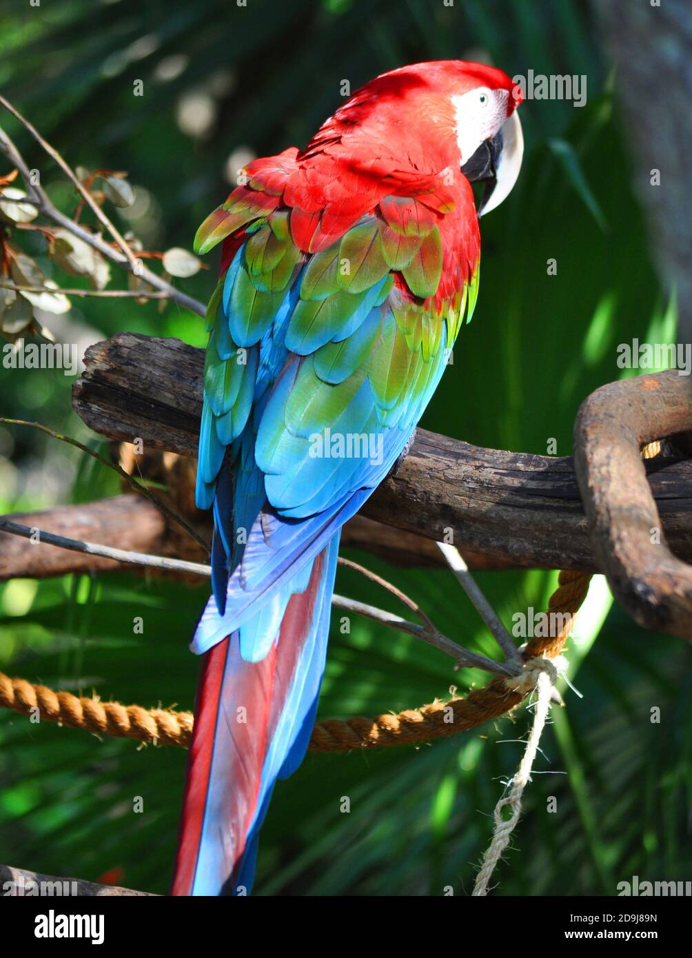 Disney animal kingdom birds hi-res stock photography and images - Alamy