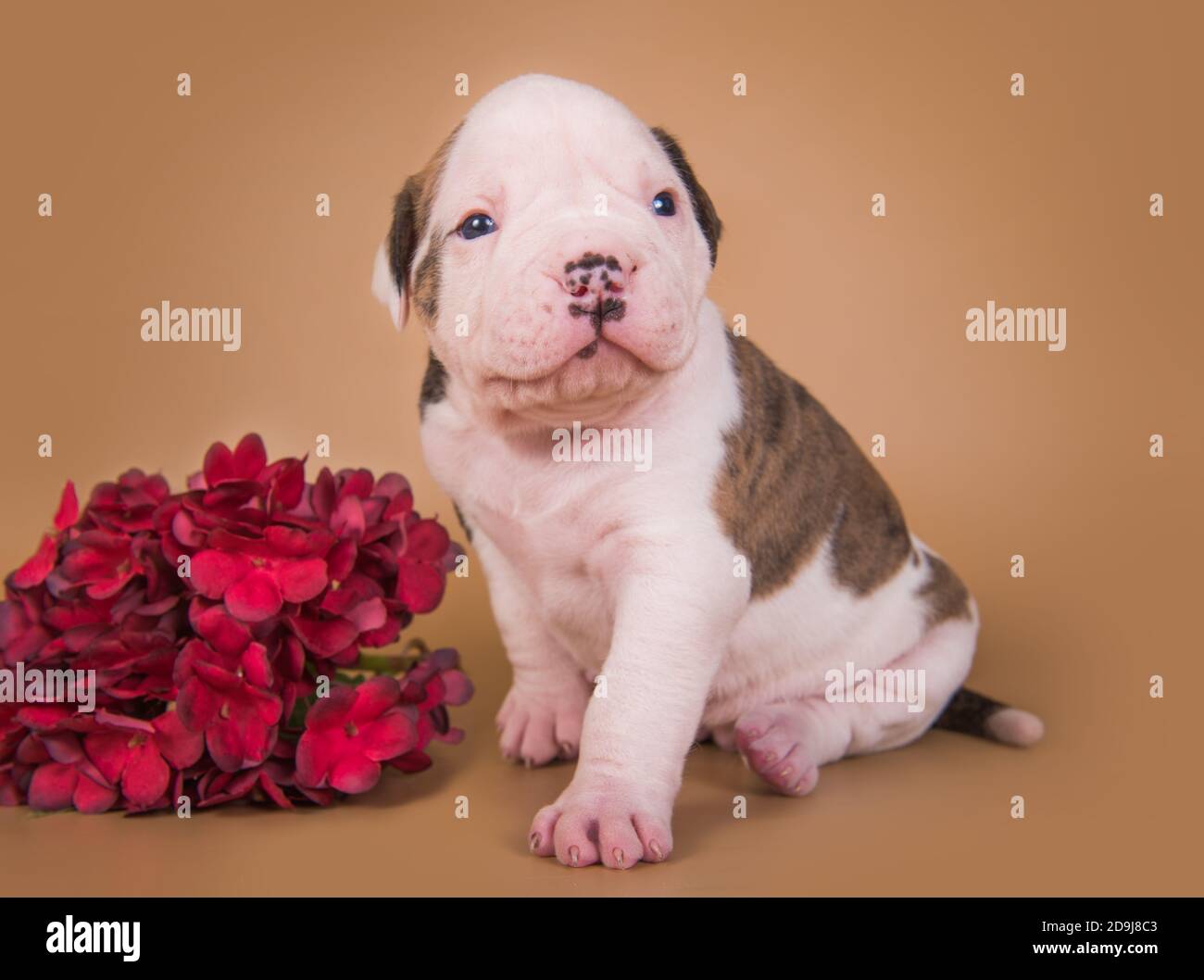 Small brindle American Bulldog puppy and flowers Stock Photo - Alamy
