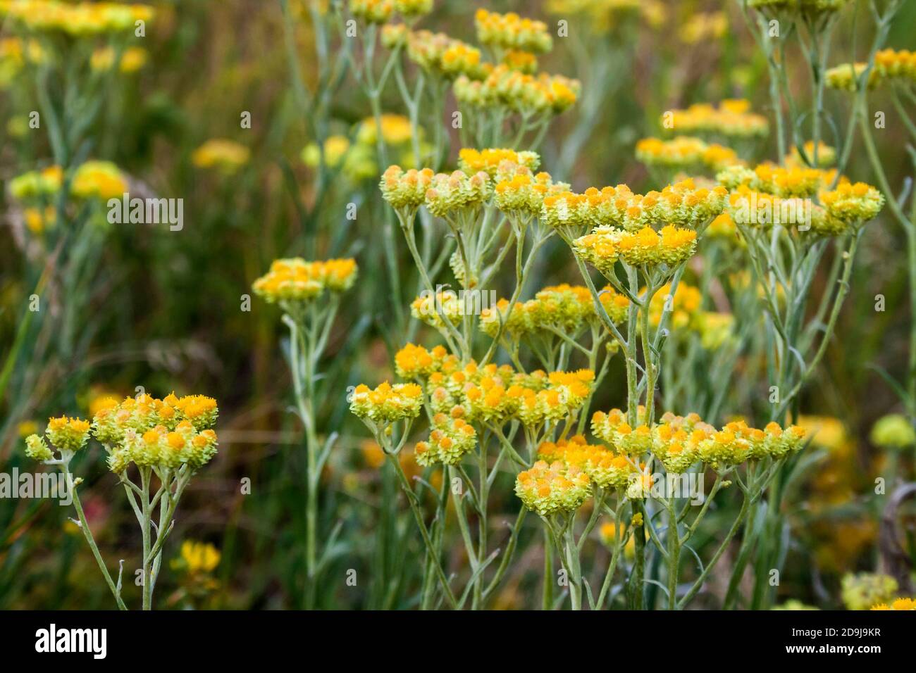 Flowers of everlasting flower (helichrysum arenarium) closeup Stock ...