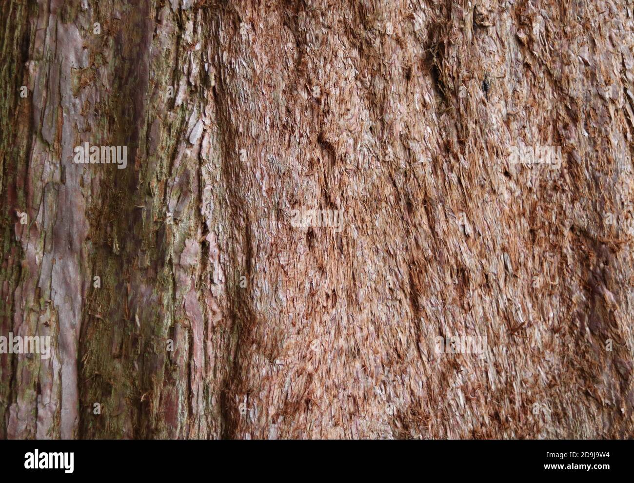 Beautiful background close up of wooden tree trunk showing texture ...