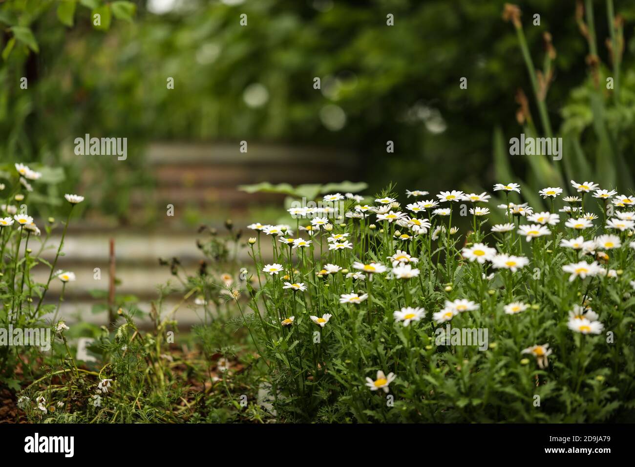 Closeup shot of beautiful daisies growing in a garden Stock Photo - Alamy