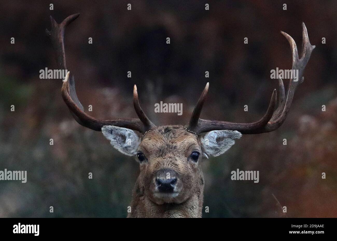 A fallow deer stag in Mersham le Hatch Deer Park near Ashford, Kent ...