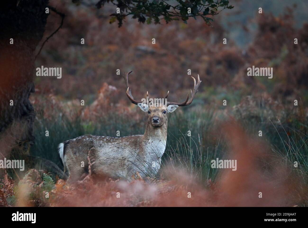 A fallow deer stag in Mersham le Hatch Deer Park near Ashford, Kent ...