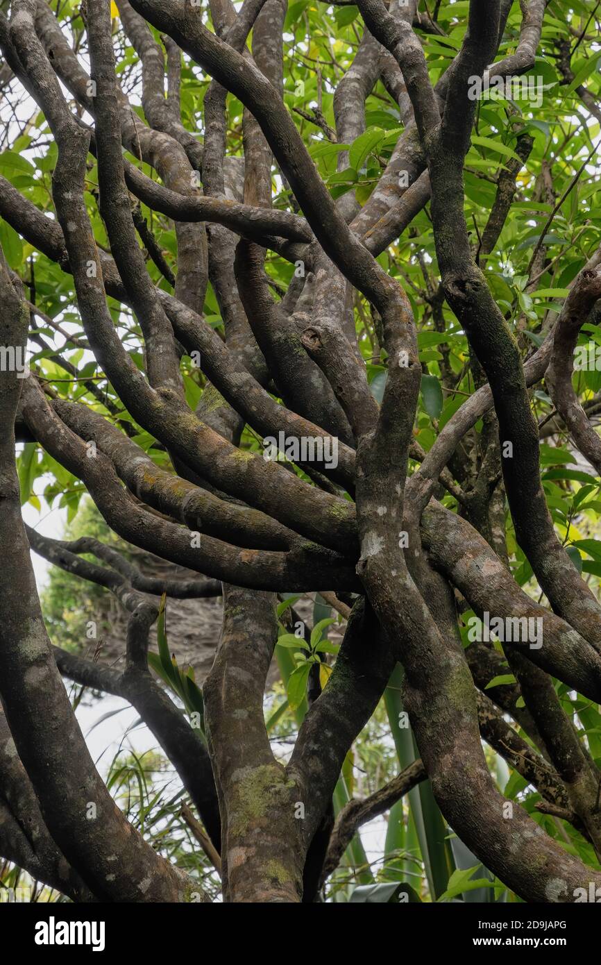 Hillary Trail in Waitakere Ranges regional park Stock Photo - Alamy