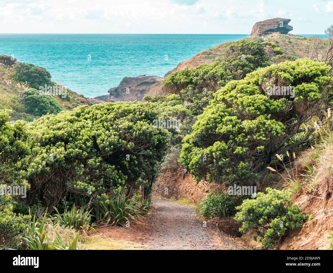 Hillary Trail in Waitakere Ranges regional park Stock Photo - Alamy
