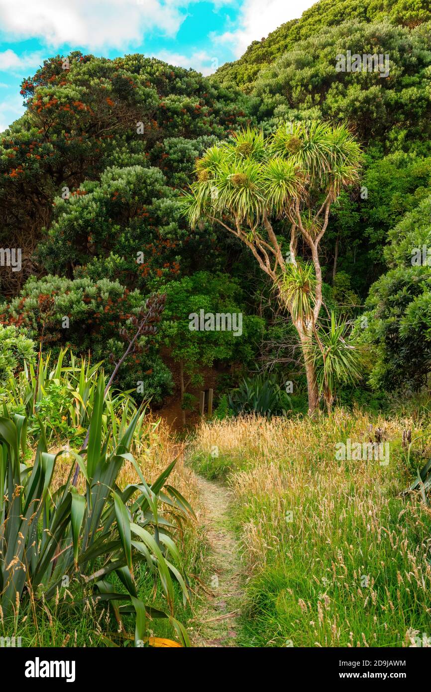 Hillary Trail in Waitakere Ranges regional park Stock Photo - Alamy