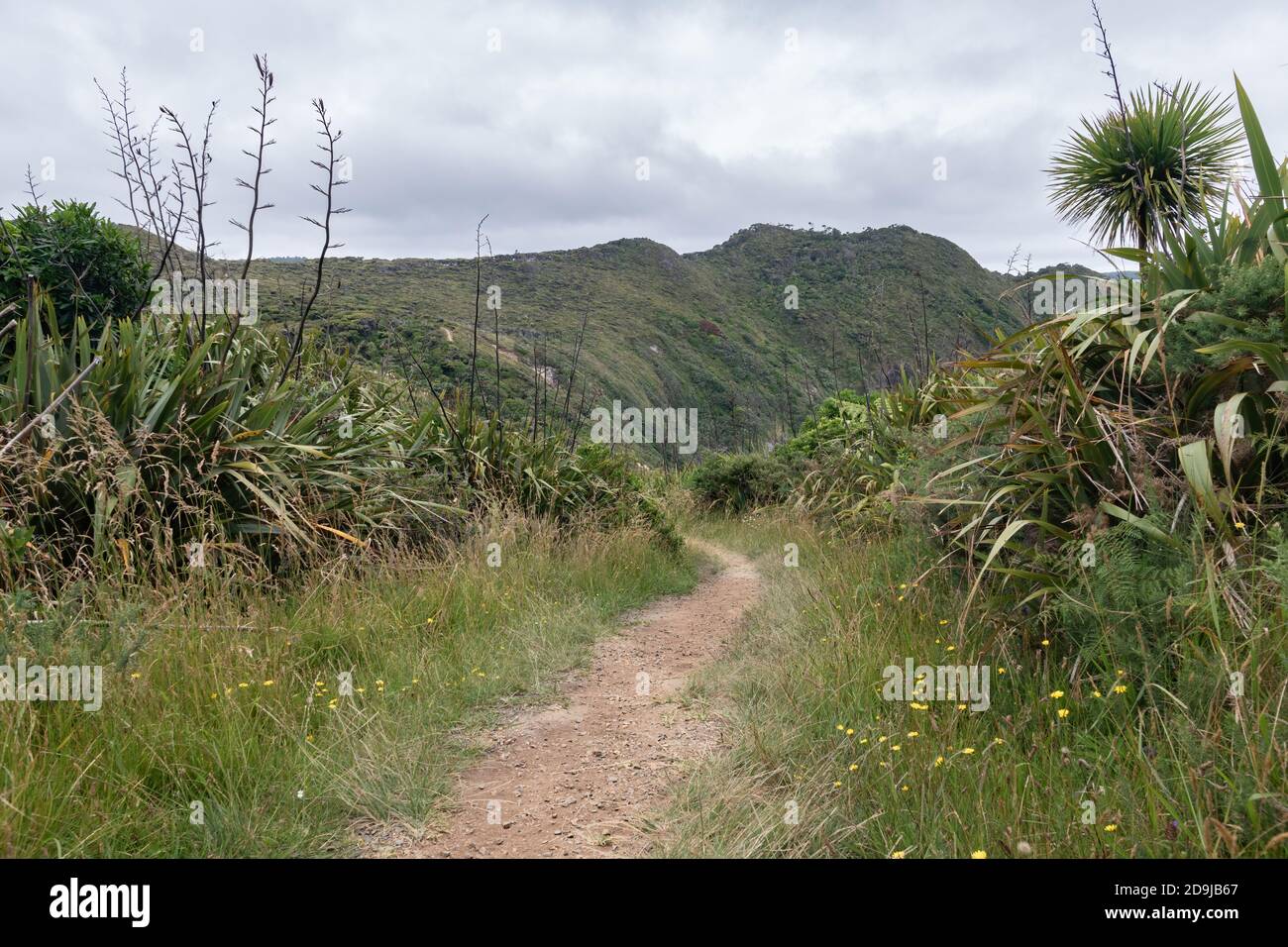 Hillary Trail in Waitakere Ranges regional park Stock Photo - Alamy
