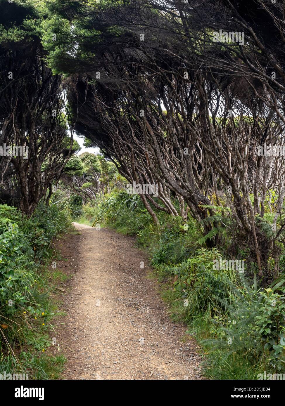 Hillary Trail in Waitakere Ranges regional park Stock Photo - Alamy