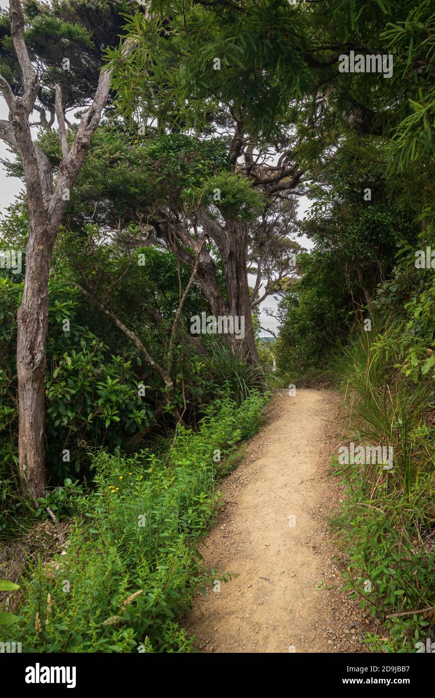 Hillary Trail in Waitakere Ranges regional park Stock Photo - Alamy