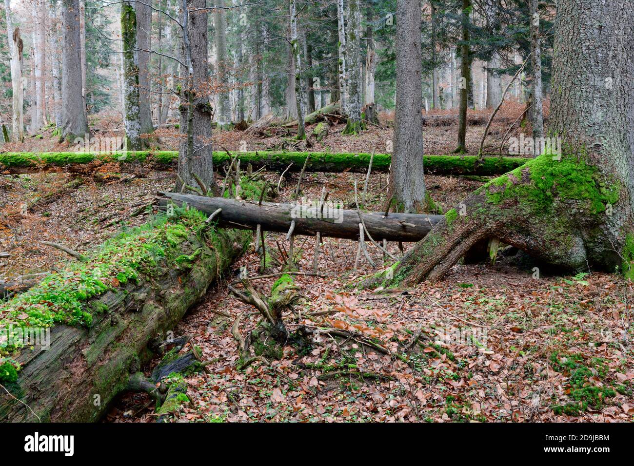 rotten wood in a primary forest in the austrian alps rotten wood in a ...