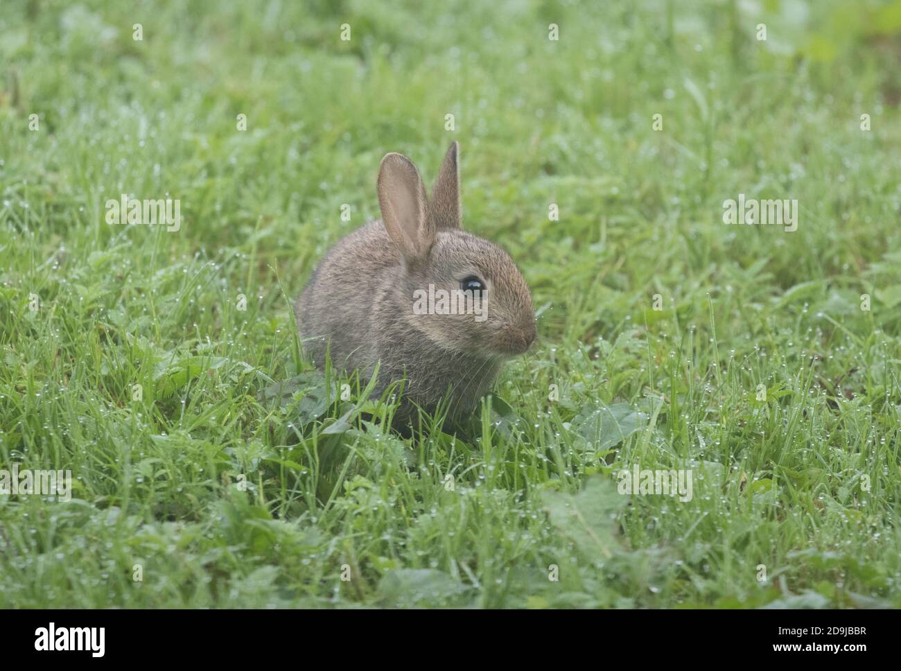Baby rabbit, High Batts Nature Reserve, near Ripon, North Yorkshire ...