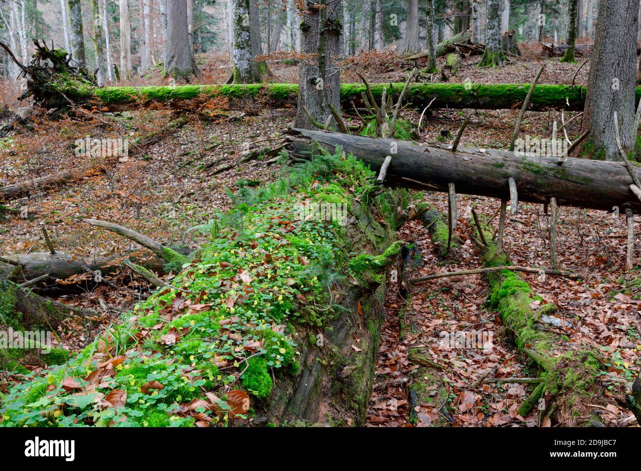 rotten wood in a primary forest in the austrian alps rotten wood in a ...