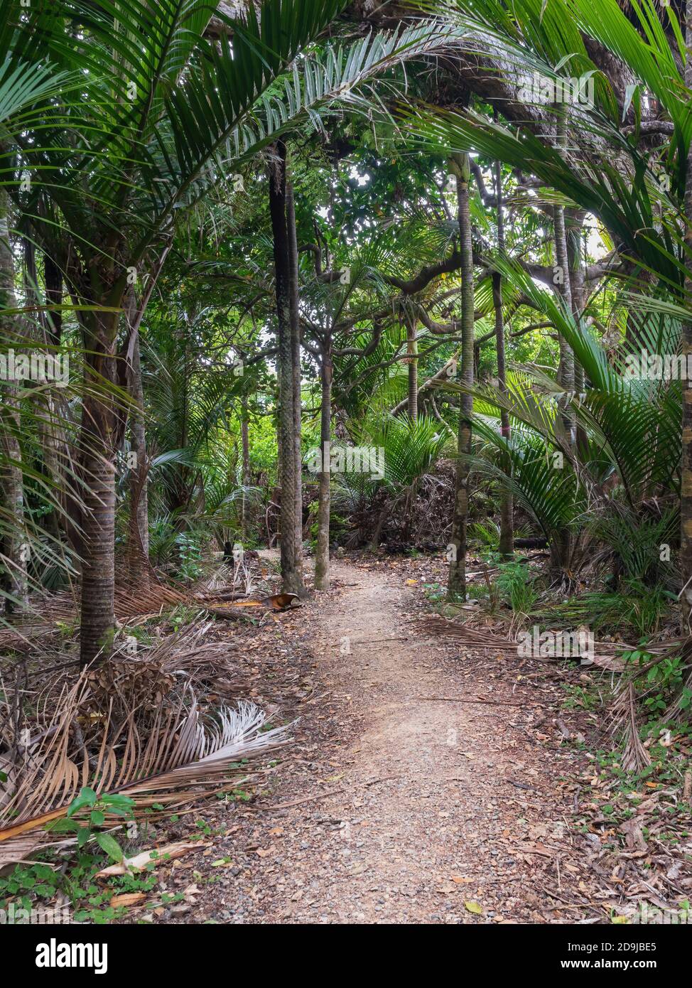 Hillary Trail in Waitakere Ranges regional park Stock Photo - Alamy