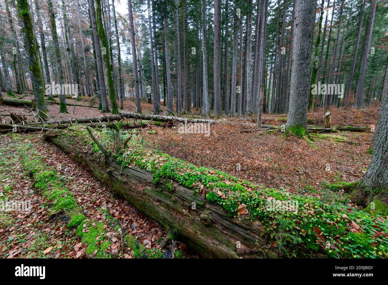 rotten wood in a primary forest in the austrian alps rotten wood in a ...