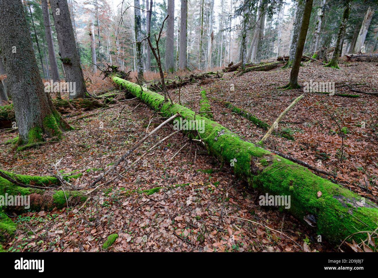 rotten wood in a primary forest in the austrian alps rotten wood in a ...