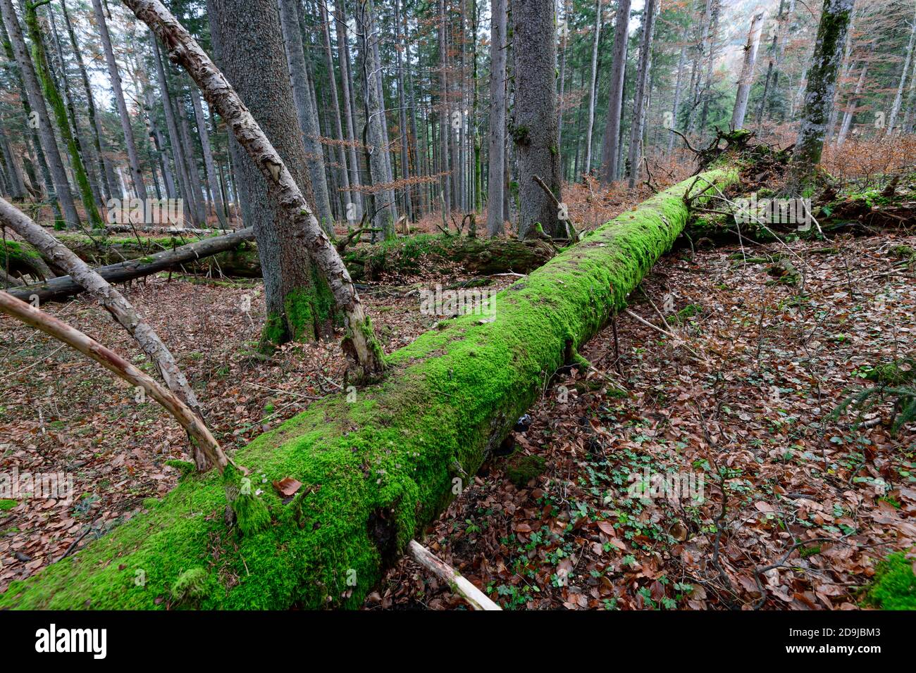 rotten wood in a primary forest in the austrian alps rotten wood in a ...