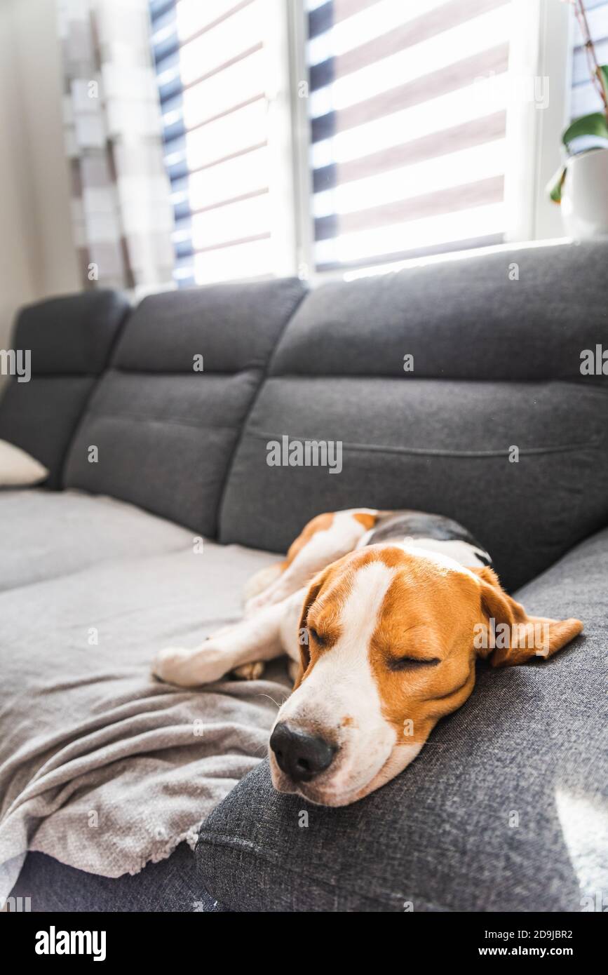 Tired animal hi-res stock photography and images - Alamy