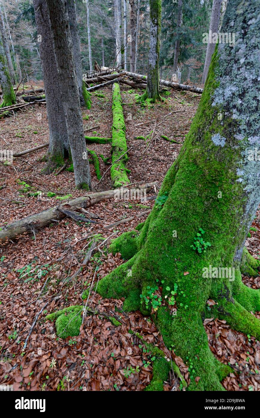 rotten wood in a primary forest in the austrian alps rotten wood in a ...