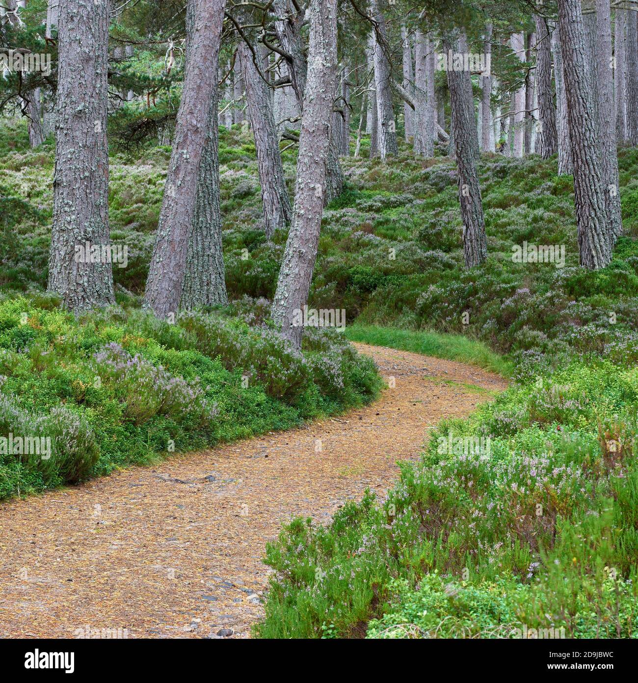 Ballochbuie forest hi-res stock photography and images - Alamy