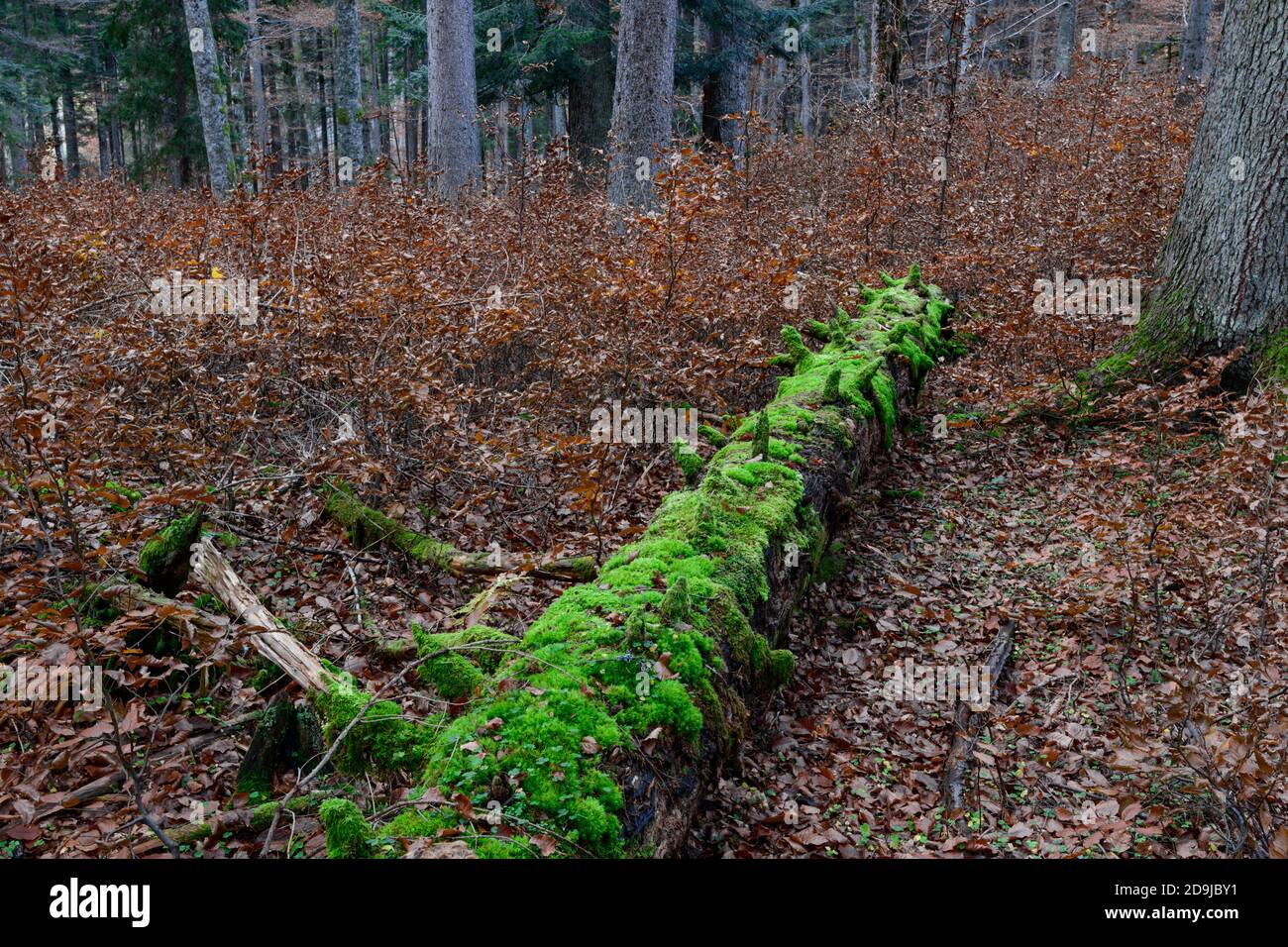 rotten wood in a primary forest in the austrian alps rotten wood in a ...