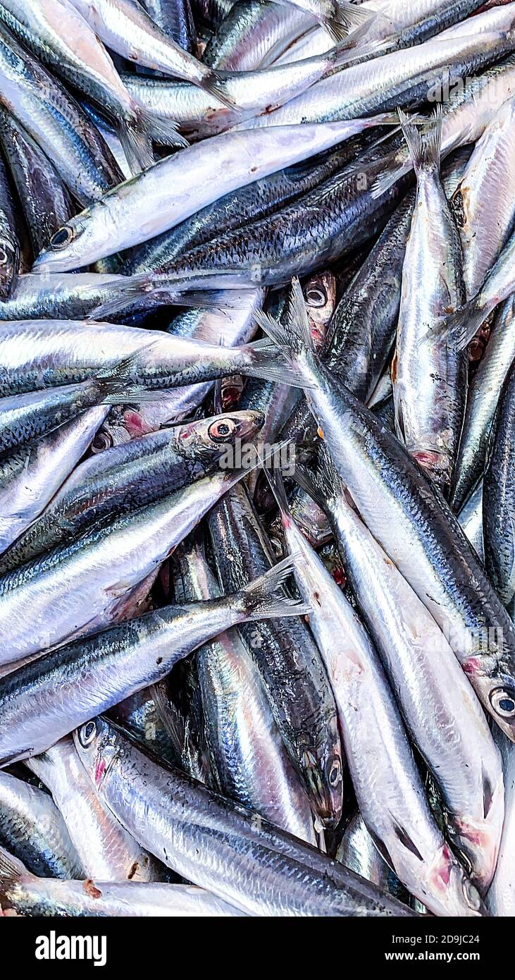Background texture of fresh healthy whole raw sardines or pilchards in ...