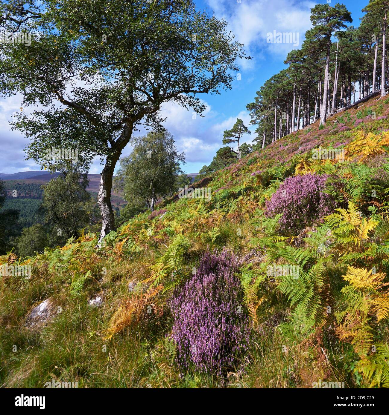 National flower of scotland hi-res stock photography and images - Alamy