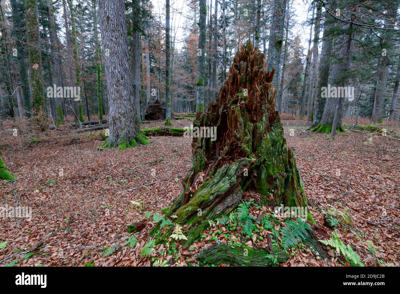 rotten wood in a primary forest in the austrian alps rotten wood in a ...