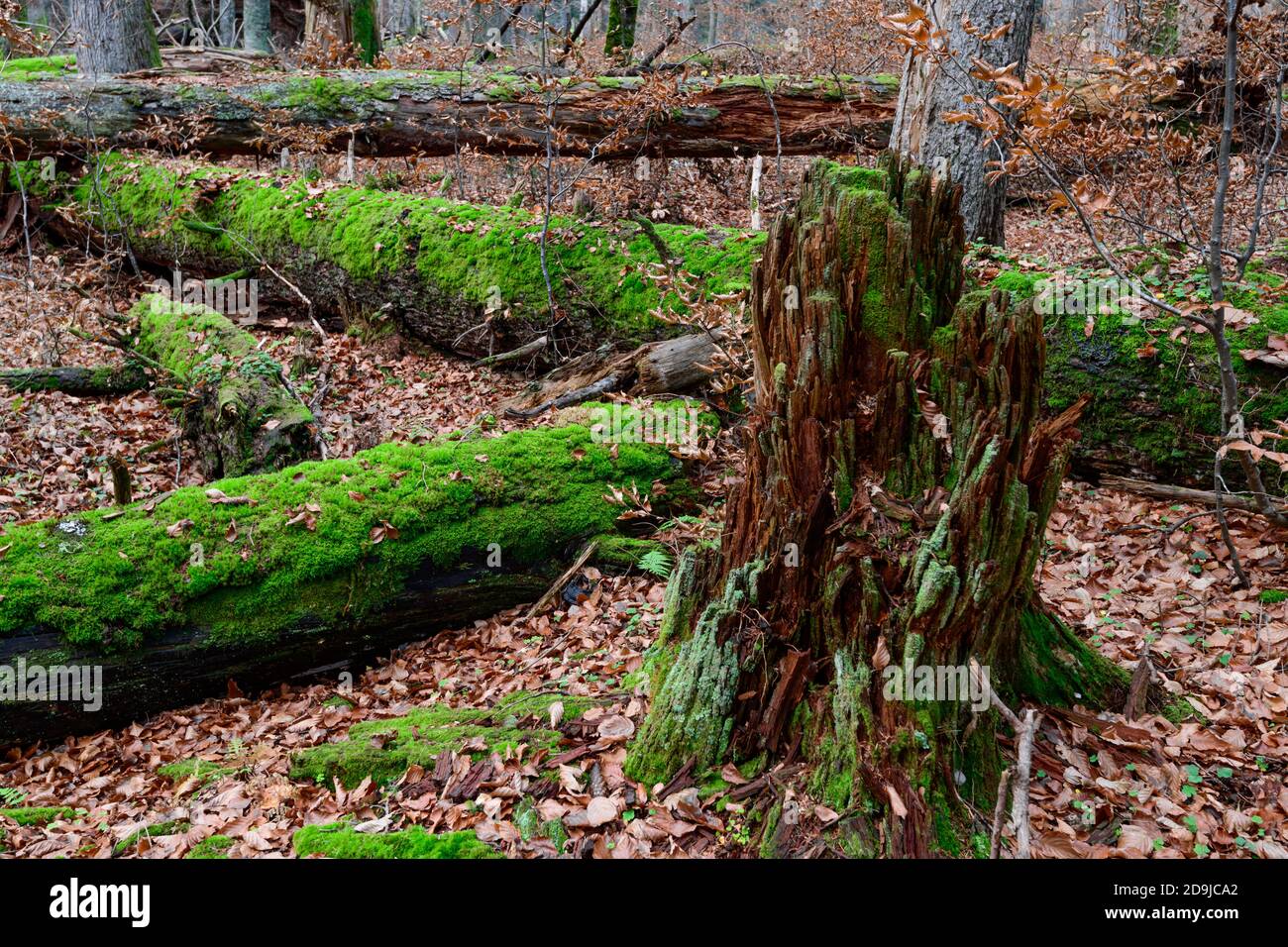 rotten wood in a primary forest in the austrian alps rotten wood in a ...
