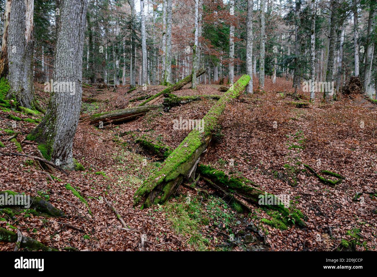 rotten wood in a primary forest in the austrian alps rotten wood in a ...