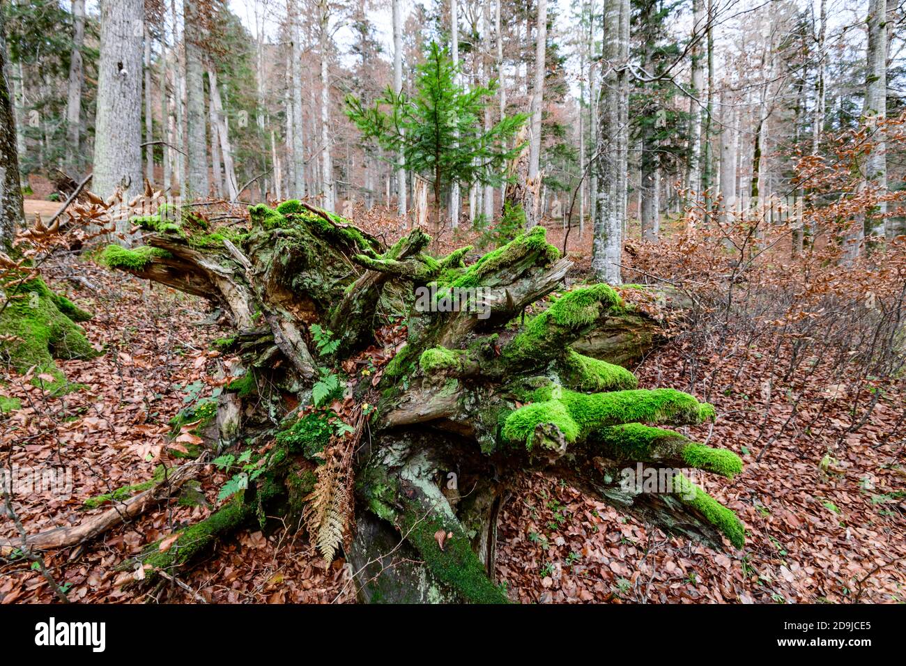 rotten wood in a primary forest in the austrian alps rotten wood in a ...