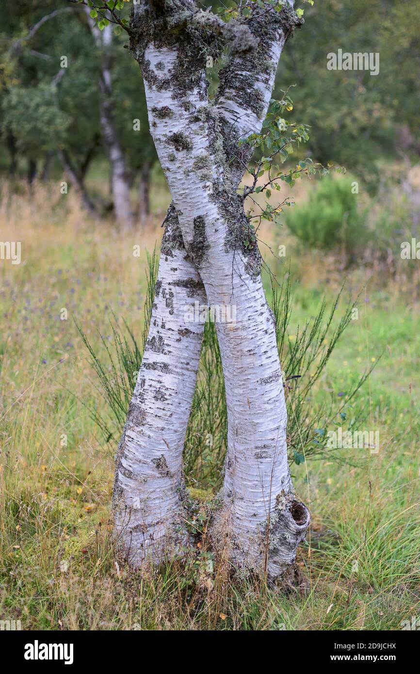Entwined trees hi-res stock photography and images - Alamy
