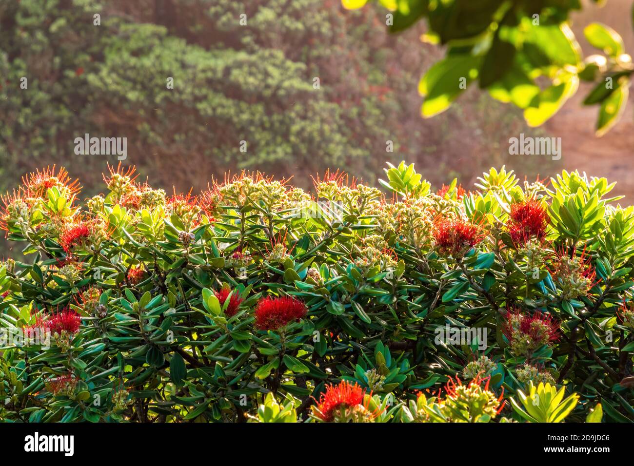 Pohutukawa tree at Piha Stock Photo - Alamy