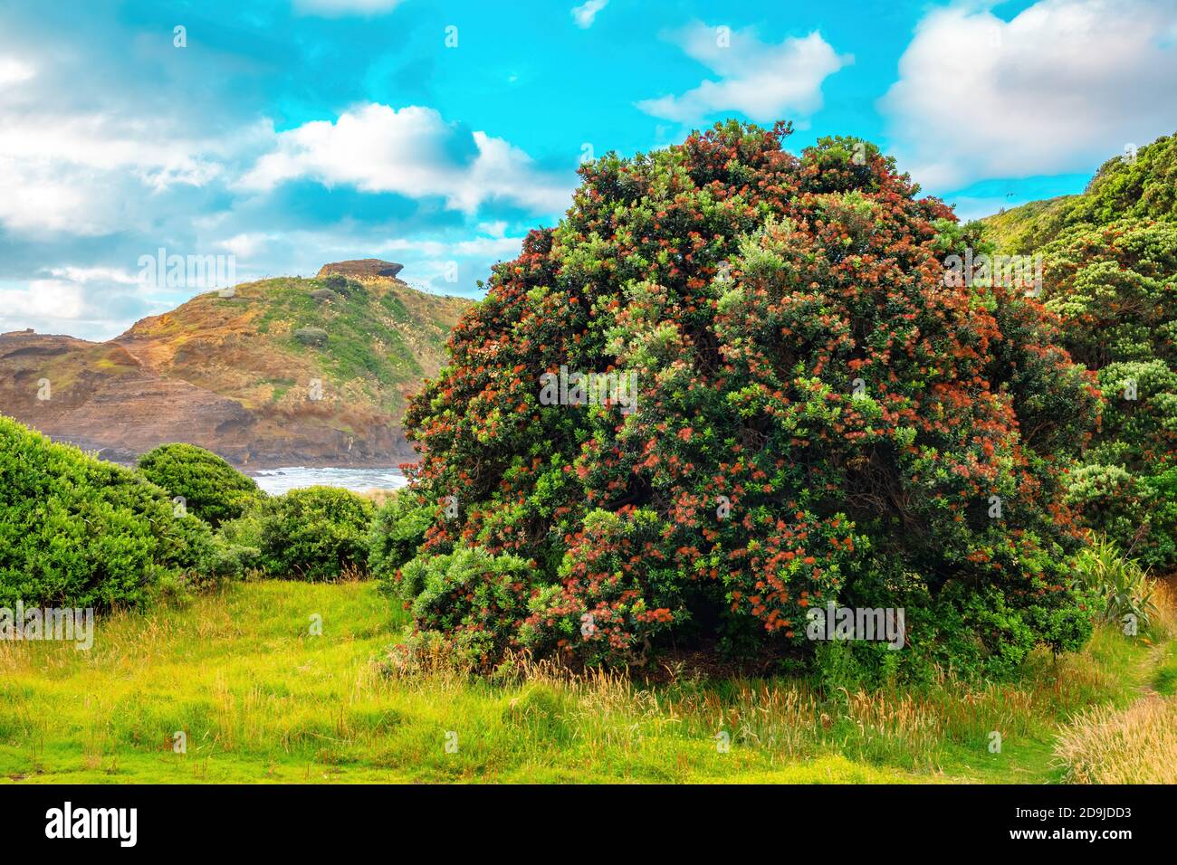 Pohutukawa tree at Piha Stock Photo - Alamy