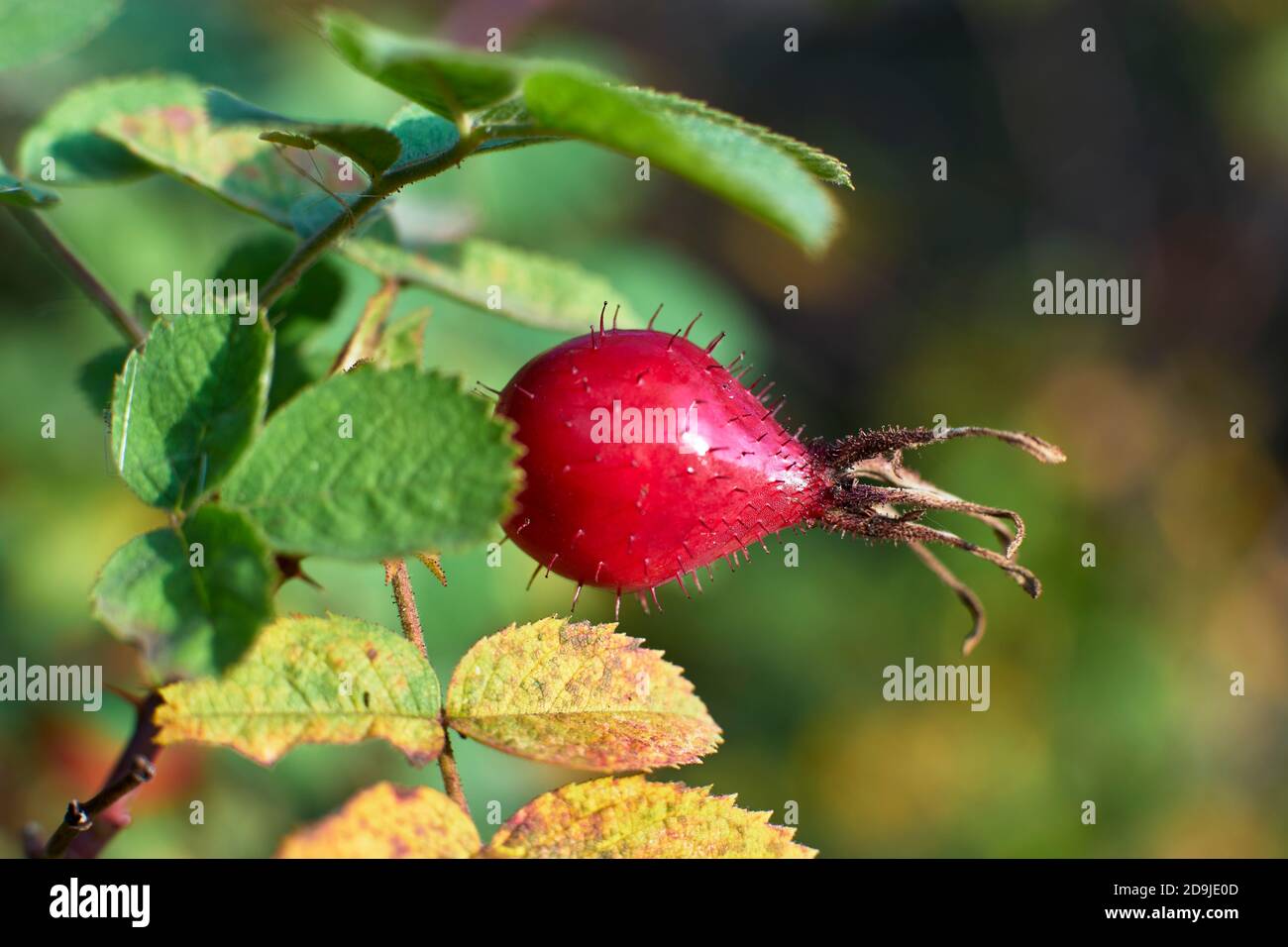 Rosehip of the wild rose, Rosa canina, Glenlivet, Moray, Scotland Stock ...