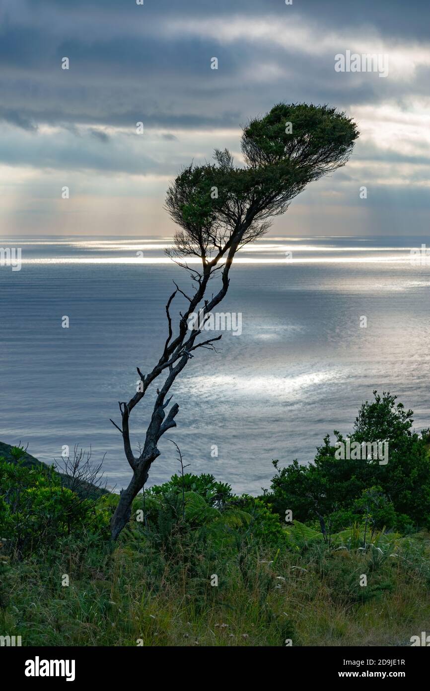 Manuka tree on coastal hill Stock Photo - Alamy