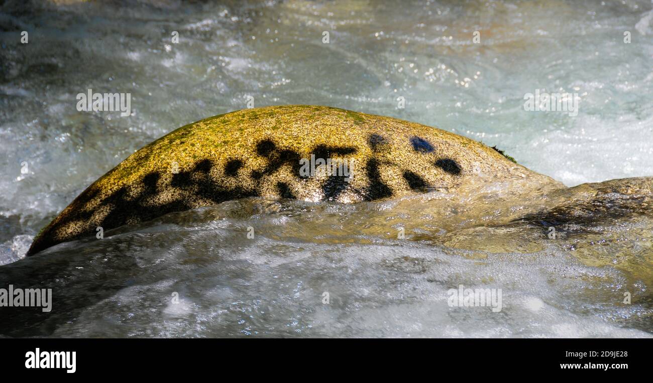 rocks with leaf shadows in alpine river ,background Stock Photo - Alamy